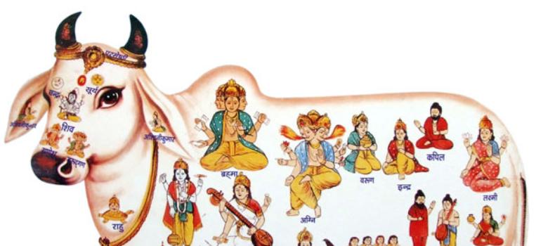 Why did Brahmins Start Worshipping the Cow and Give Up Eating Beef ...