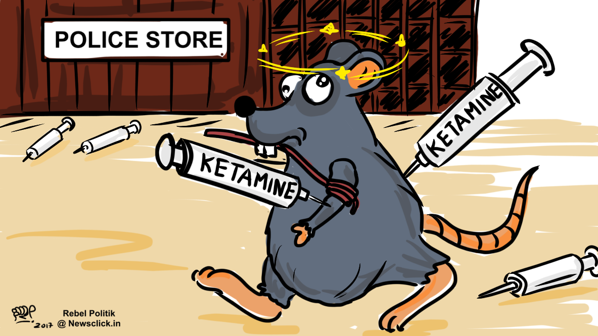 After Liquor-loving Rats of Bihar, Mumbai Rodents Consume Seized ...