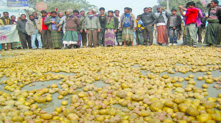 How a Good Yield of Crop became a Problem of Plenty for the Potato ...