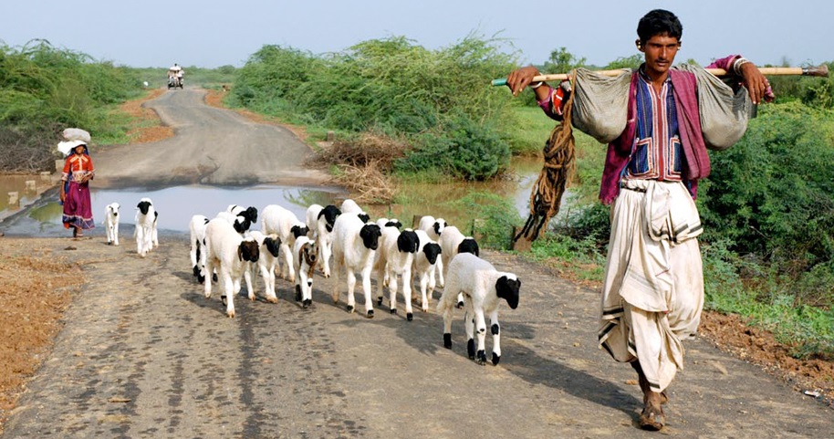 Gujarat Govt Backtracked on Promised Land Titles, Alleges Maldhari ...