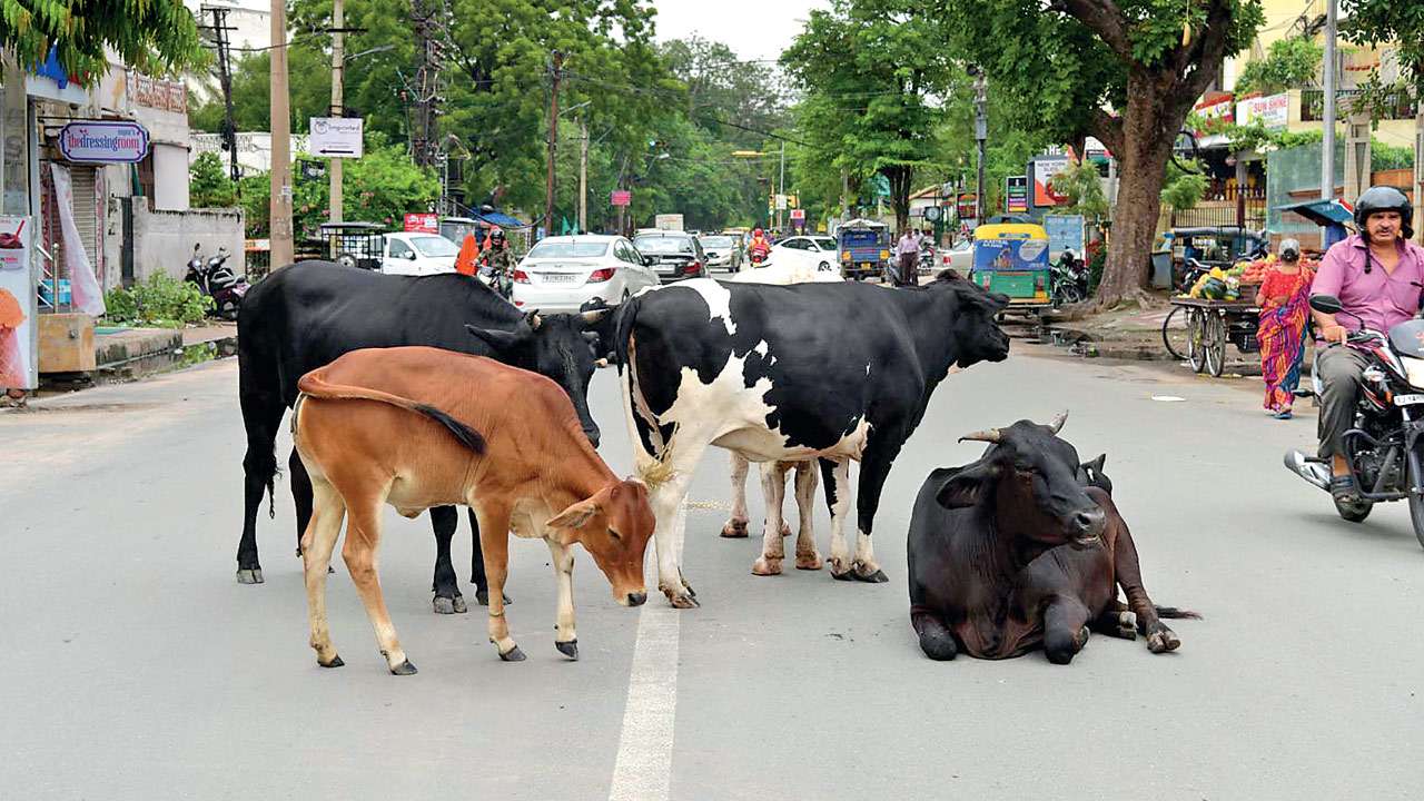 Stray Bovine Menace Grows Alarmingly in Sri Krishna Land | NewsClick