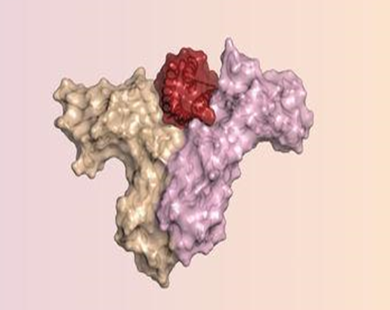 New Cancer-Busting Protein Brings Hope in Cancer Immunotherapy | NewsClick