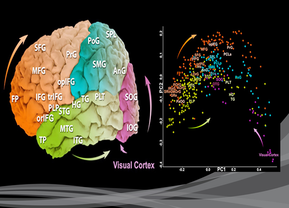 Visual Cognition Result of Parallel Evolution of Tool Development ...
