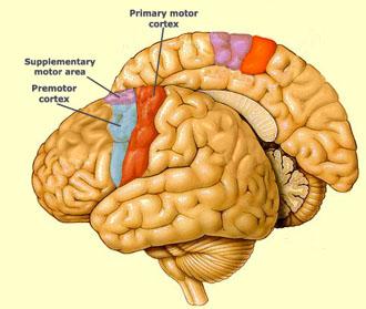 How Does a Brain Remember Motor Sequence | NewsClick