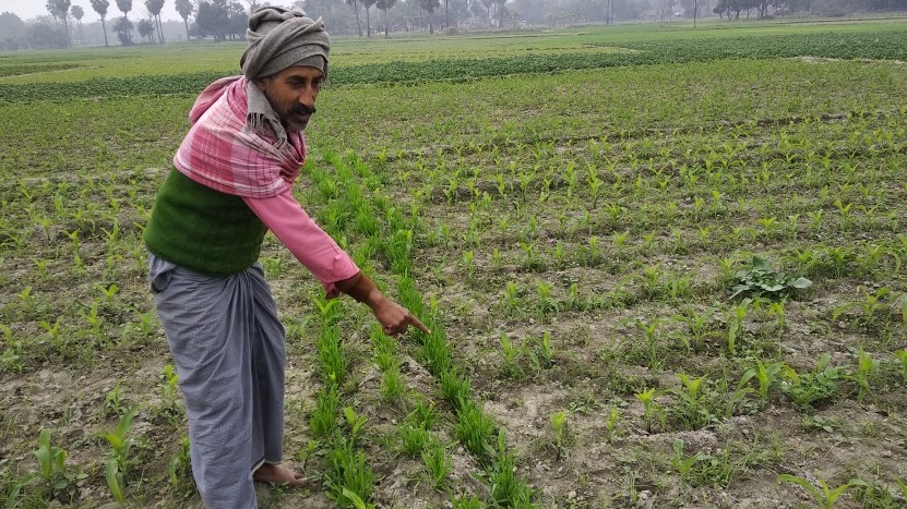 Farmers in Bihar Cry Crop Devastation by Asian Antelope, Threaten ...