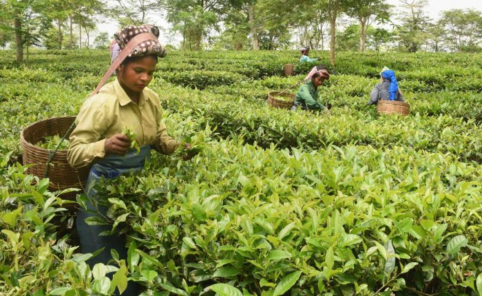 In Assam, Tea Production Record High, Show Cause Notices Served | NewsClick