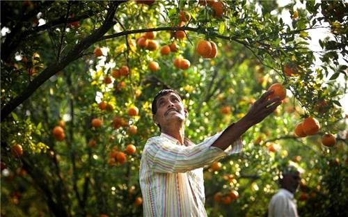 Maharashtra’s Orange Farmers Survive the Lockdown, but Fail to Tap ...