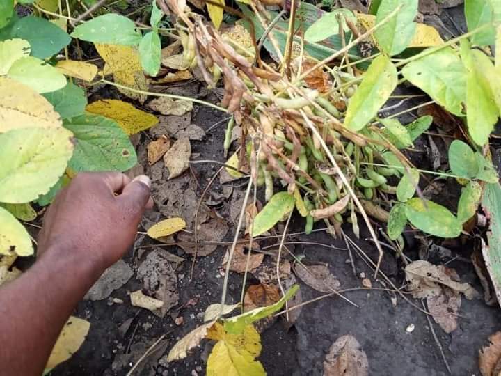 Farmers Face Heavy Losses as Excessive Rain Damages Crops in Drought ...