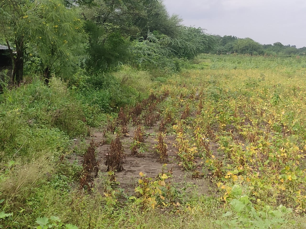 Farmers Face Heavy Losses as Excessive Rain Damages Crops in Drought ...