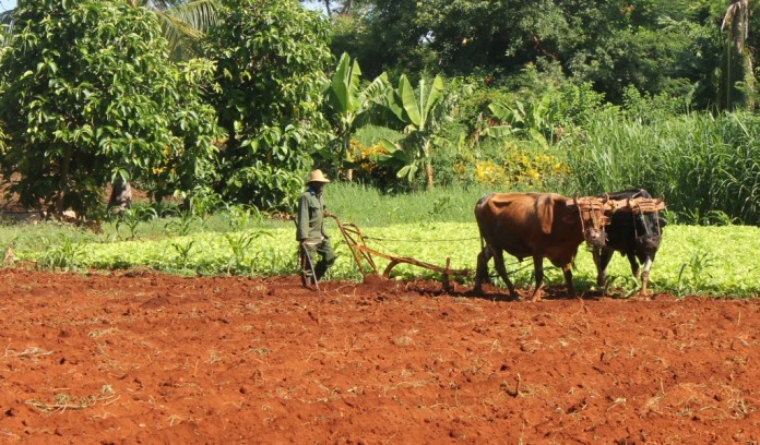 Cuba’s Big New Hope For Farmers and Environment | NewsClick