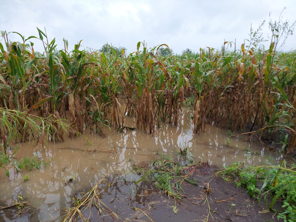 Heavy Rains Batter Three Regions in Maharashtra, Farmers Incur Huge ...