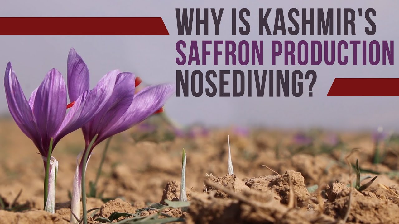 Kashmir's Saffron Fields and Production are Shrinking Fast | NewsClick