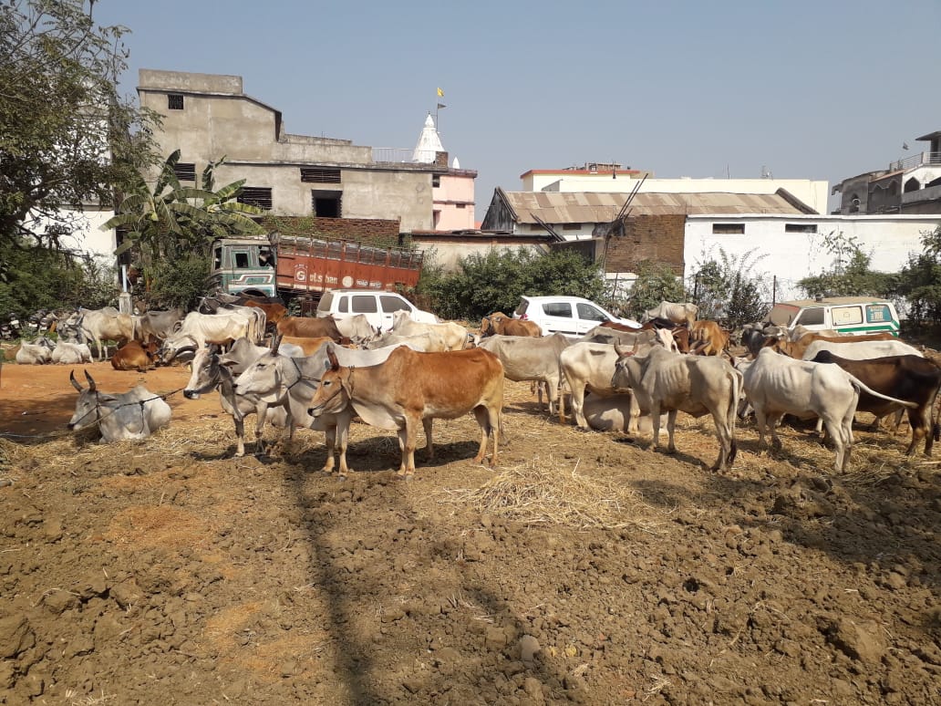 BJP Youth Leader, 19 Others Booked in MP for Smuggling Bovines to ...