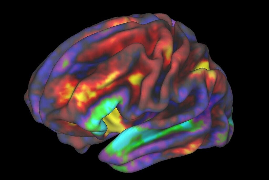 Over 1-year-old Lab Grown Miniature Brain Mimics Real Life Situation ...