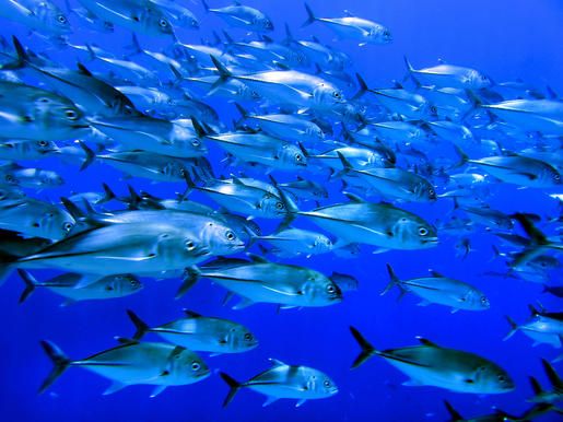 Trawling Ocean Floor for Fishing Can Release Carbon Equal to Air Travel ...