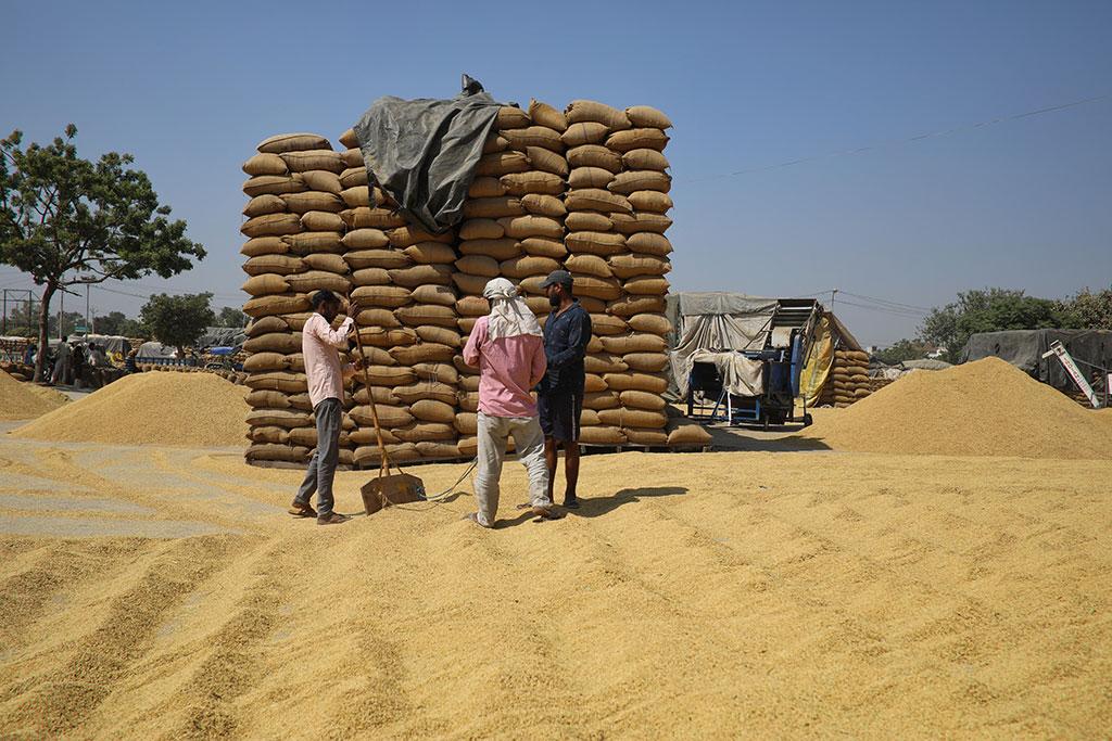 What the Dhand Anaj Mandi Tells us about Farm Laws and their ...