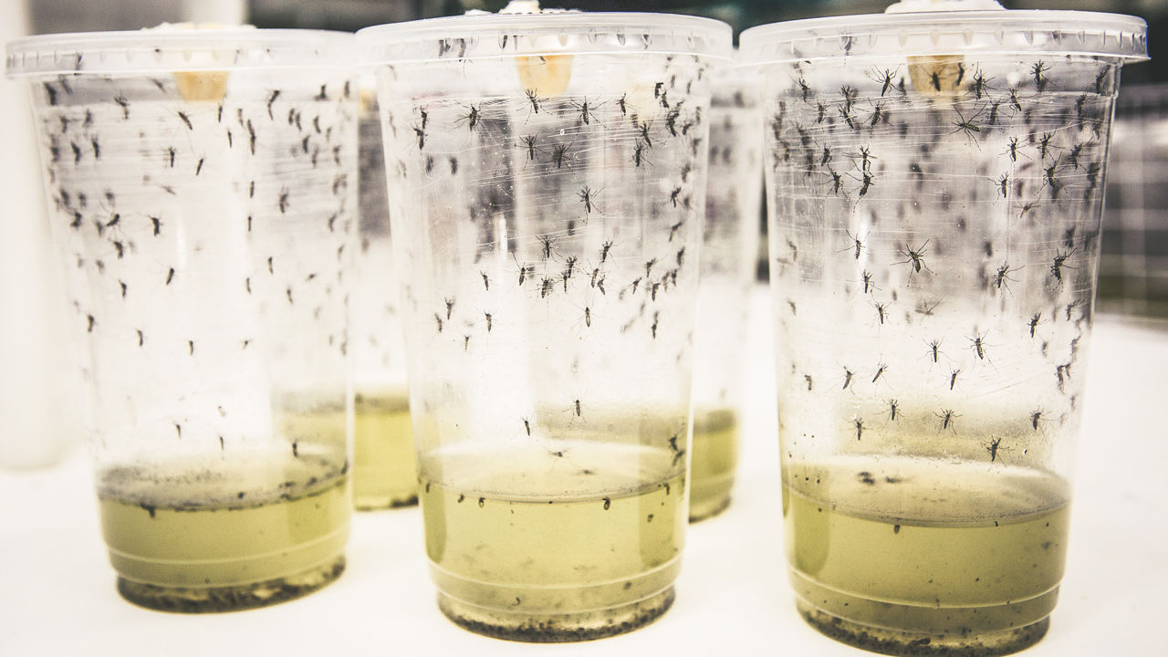 Experiment on Mosquitoes in Indonesia Reduces Dengue by 77% | NewsClick