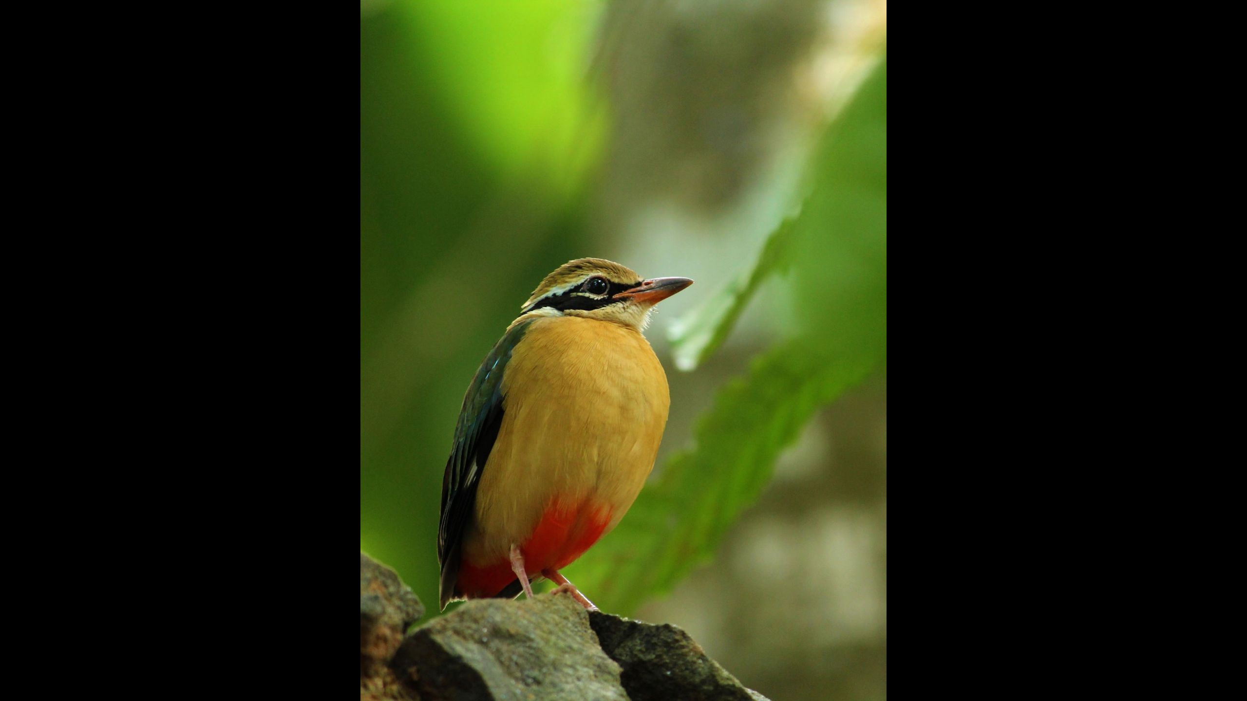 Climate Change, Habitat Loss and Overexploitation Triggering Decline of ...