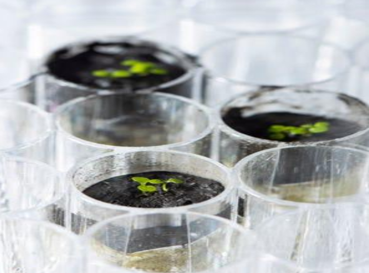 Scientists Over the Moon: Plants Grow on Lunar Soil | NewsClick