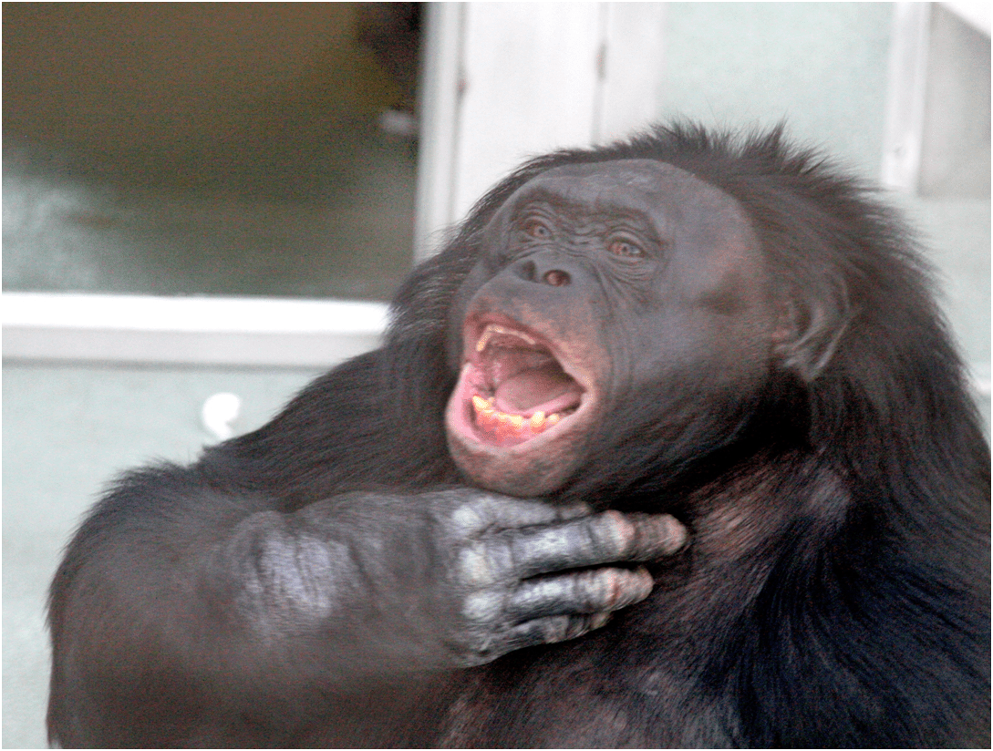 What Makes Human Voice Different from Chimps? Simplicity of Throat ...