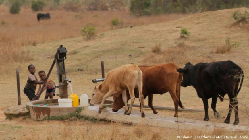 Zimbabwe Banks on Cows as Inflation Soars | NewsClick