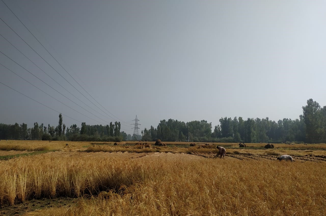 Climate Change Forces Kashmir Paddy Farmers to Consider Other Options ...