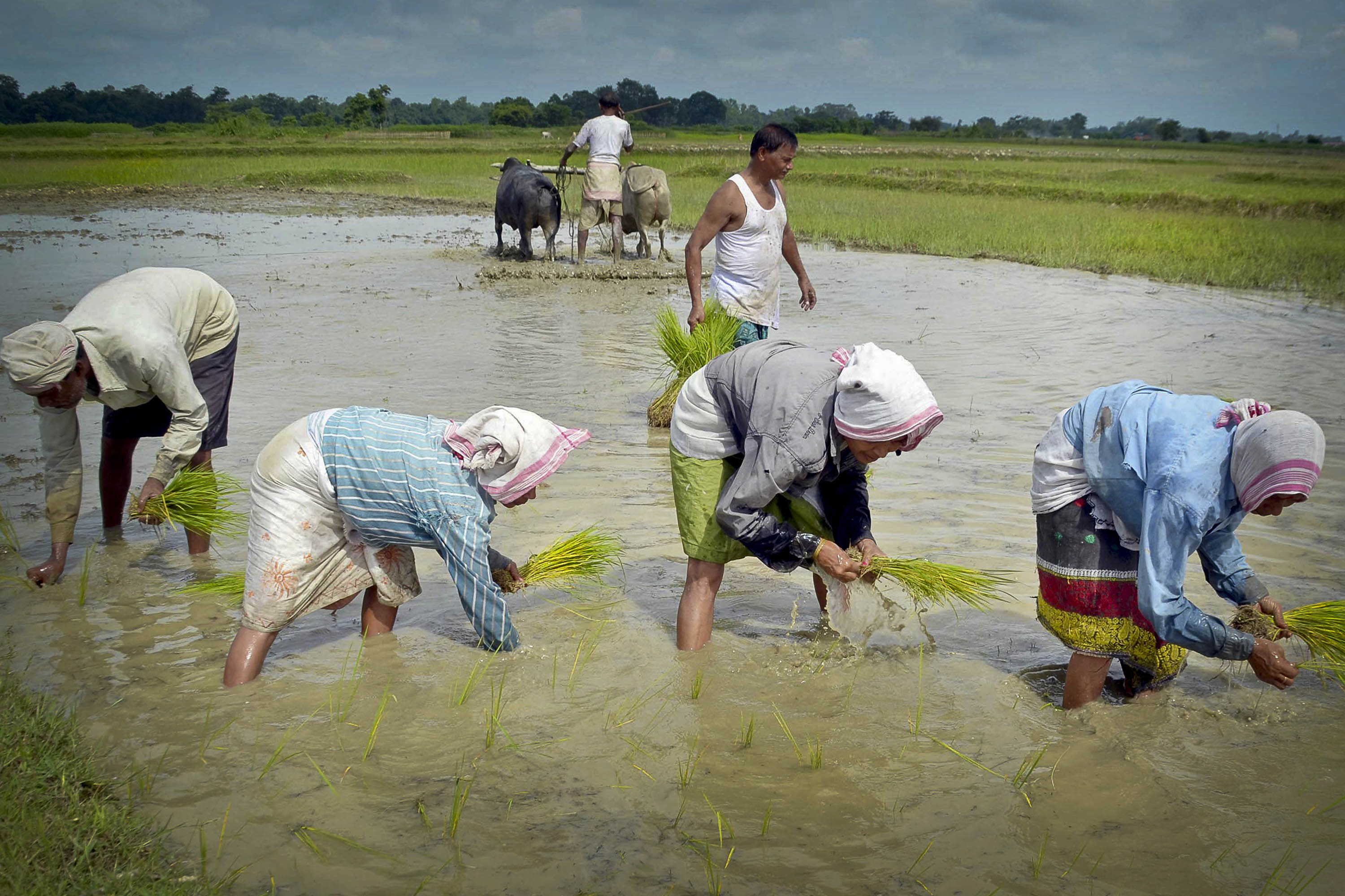 Assam Govt Falls Short of Nearly 40% of Paddy Procurement Target ...