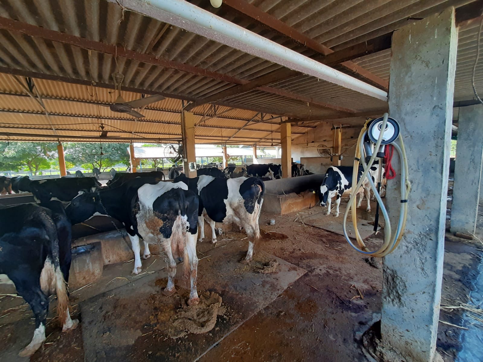 Gujarat Elections: Rising Fodder Prices in Banskantha’s Dairy Hub ...