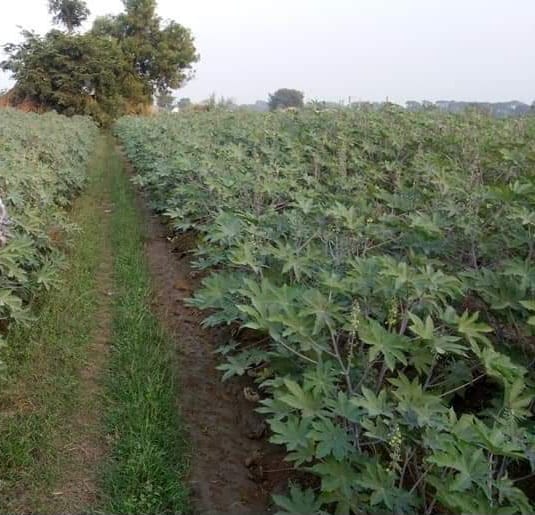 Gujarat Elections: Castor Growers Face ‘Loot’ in Absence of MSP; But ...