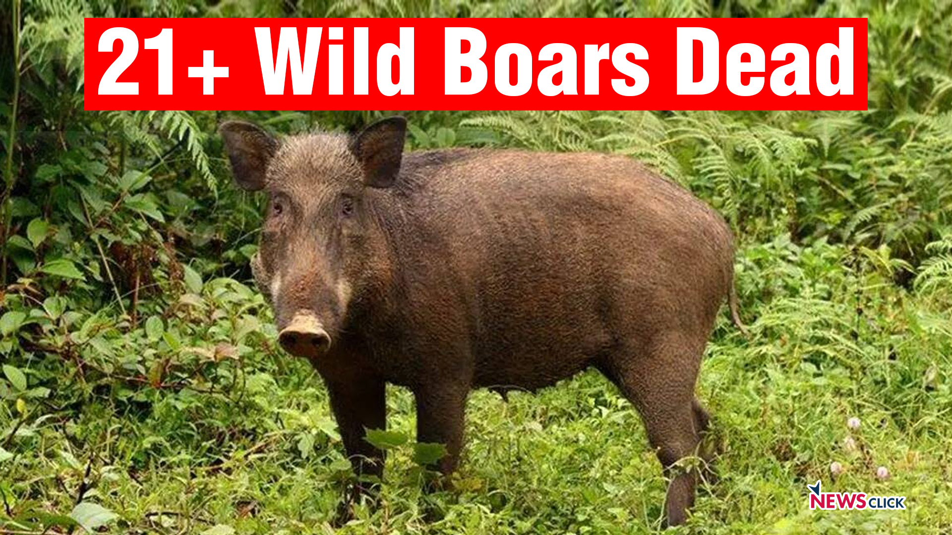 TN This Week: More Than 21 Boars Dead, Construction Workers Demand ...