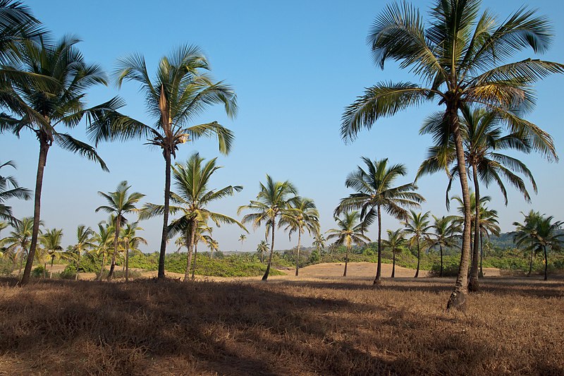 Land Use of Large Goa Orchards Changed at the Behest of Real Estate ...