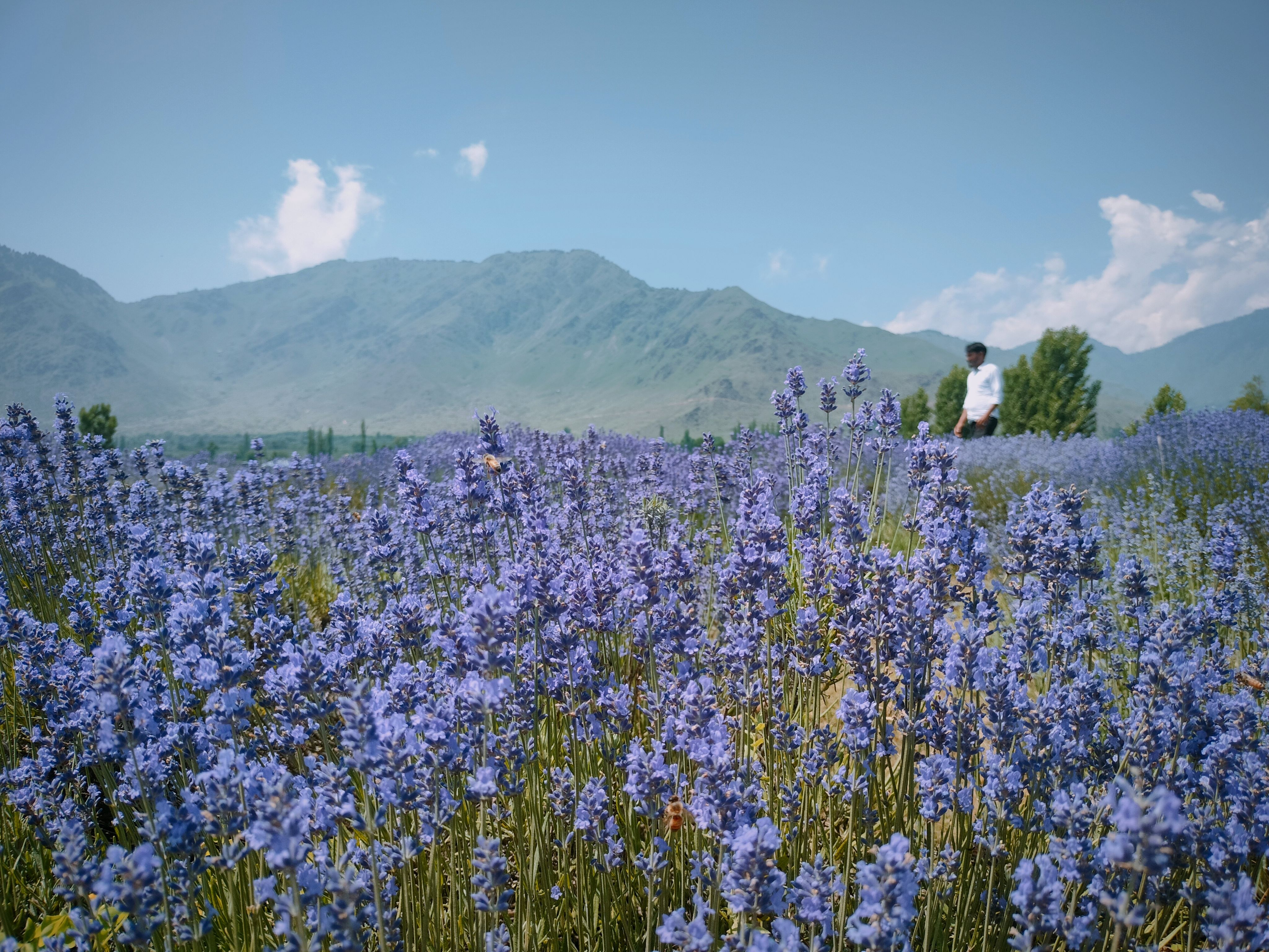 Farmers in Kashmir Embrace Lavender Farming to Reduce Risks | NewsClick