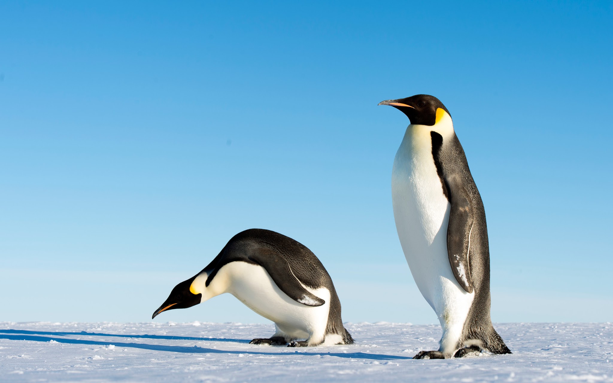 Breeding Failure of Emperor Penguins Illustrates Visible Impact of ...