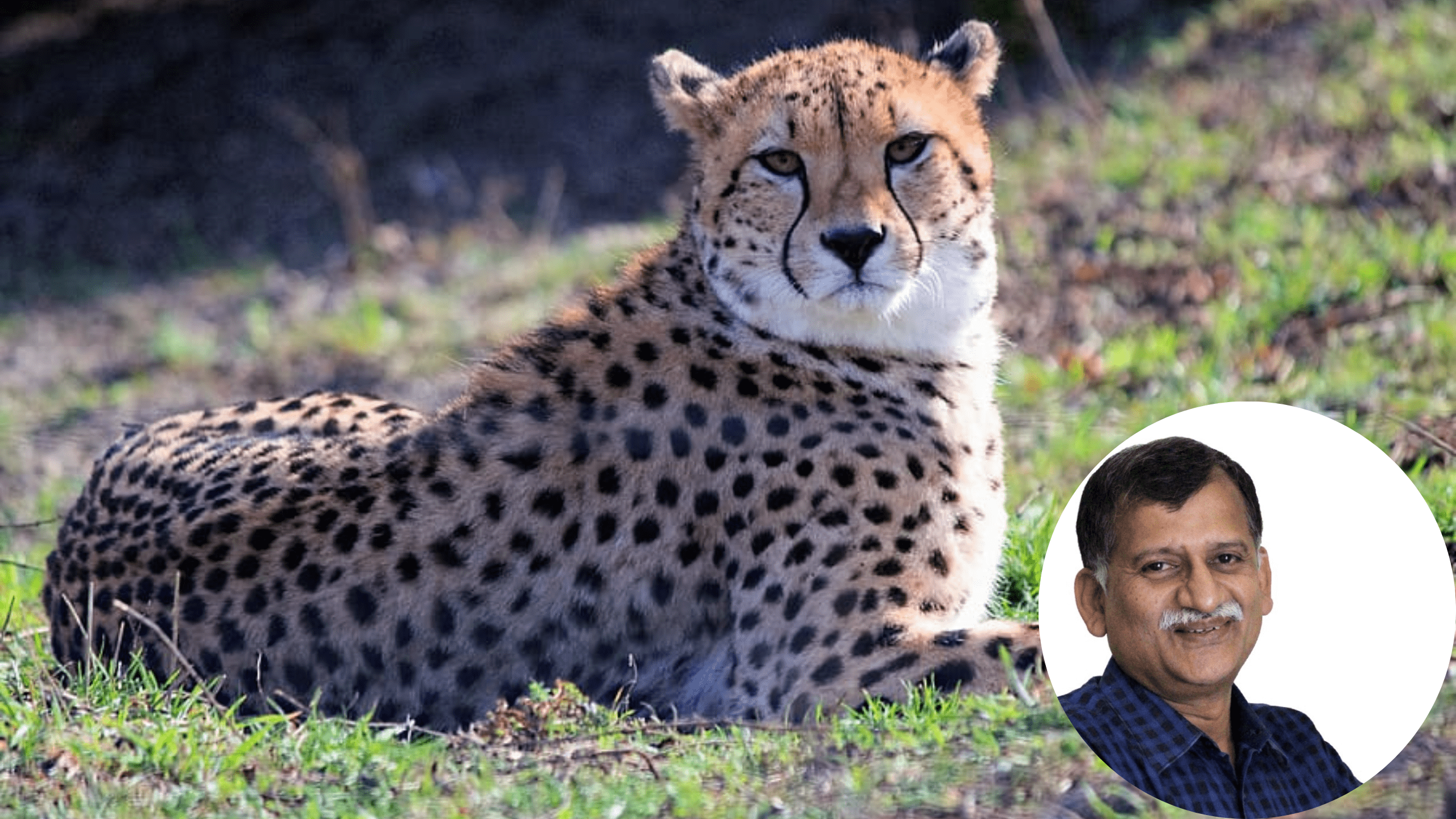 India Just Doesn’t Have Habitats African Cheetahs Need: Ravi Chellam ...
