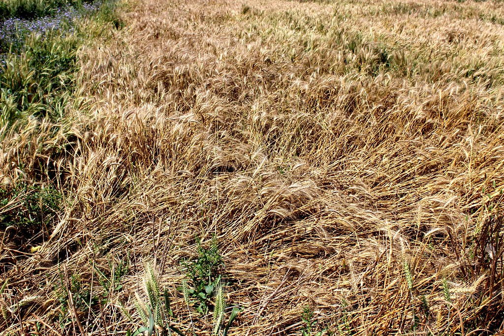 Rohtak Farmers Struggle for Crop Loss Relief Under PMFBY | NewsClick