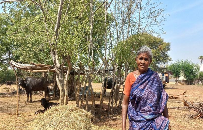 Uthukuli Butter: The Case of Missing Buffaloes and a Small Town's ...