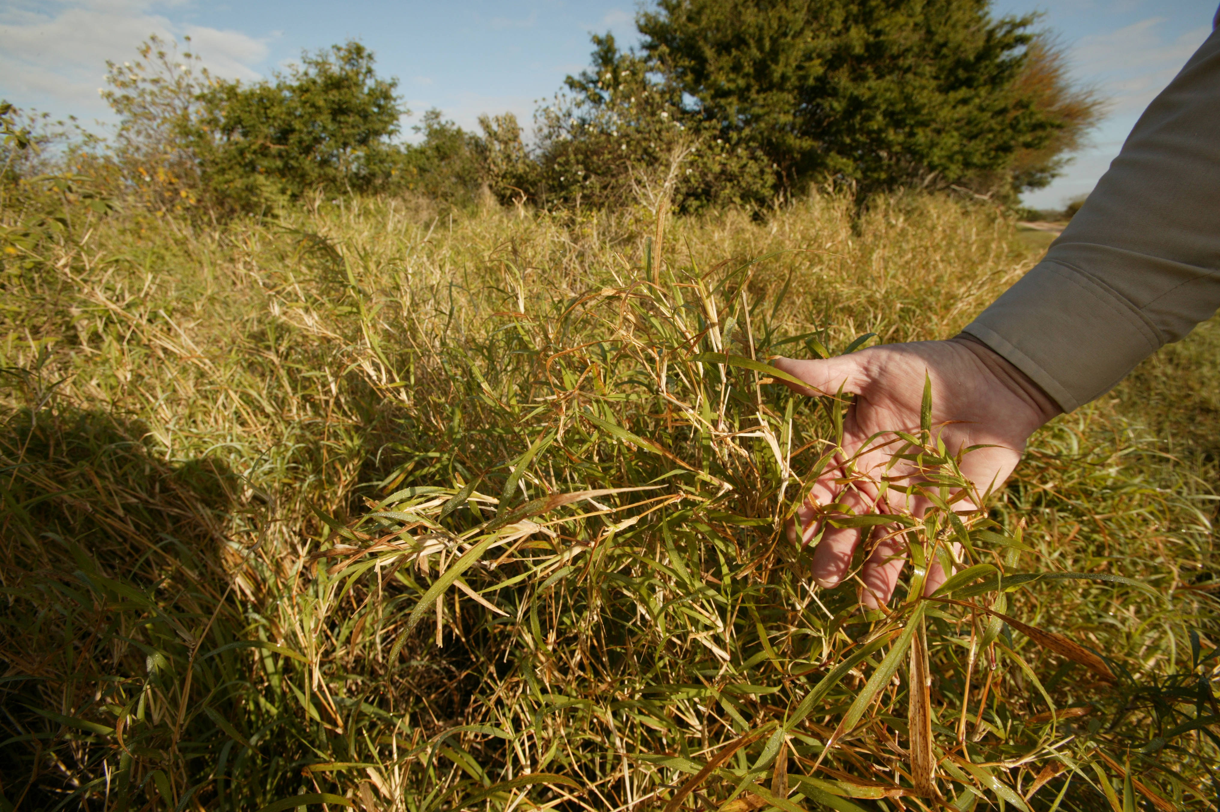 Invasive Species Cost Global Economy Dearly, Harm Habitats, Human ...