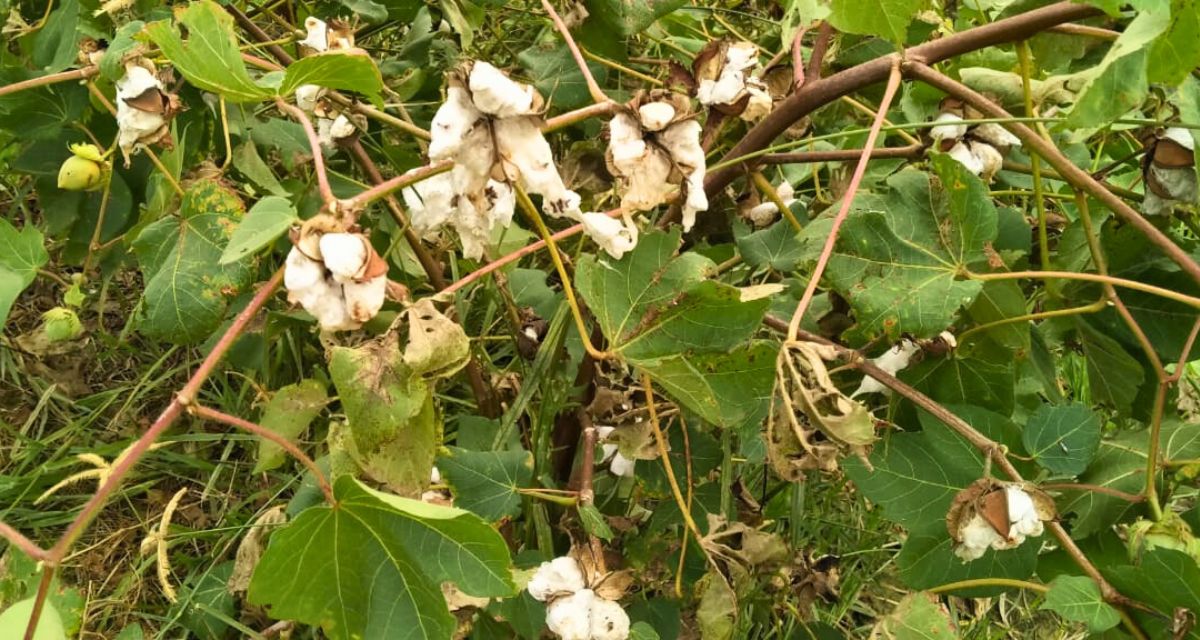 Rajasthan: Pink Bollworm Hits Early This Crop Cycle, Gives Heartburn to ...