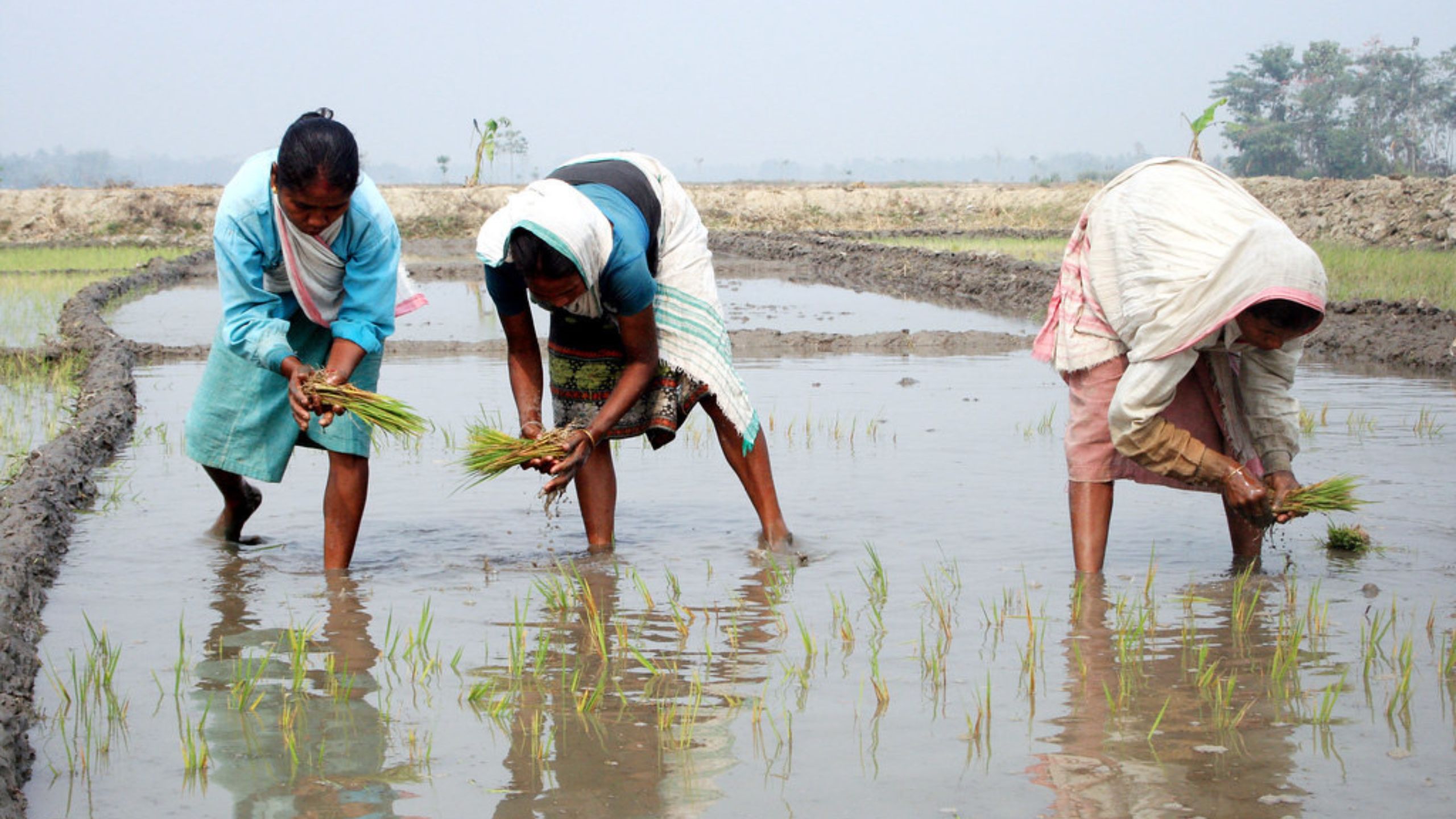 Rice Production to See Decline of 3.7% in Kharif Season Due to Uneven ...