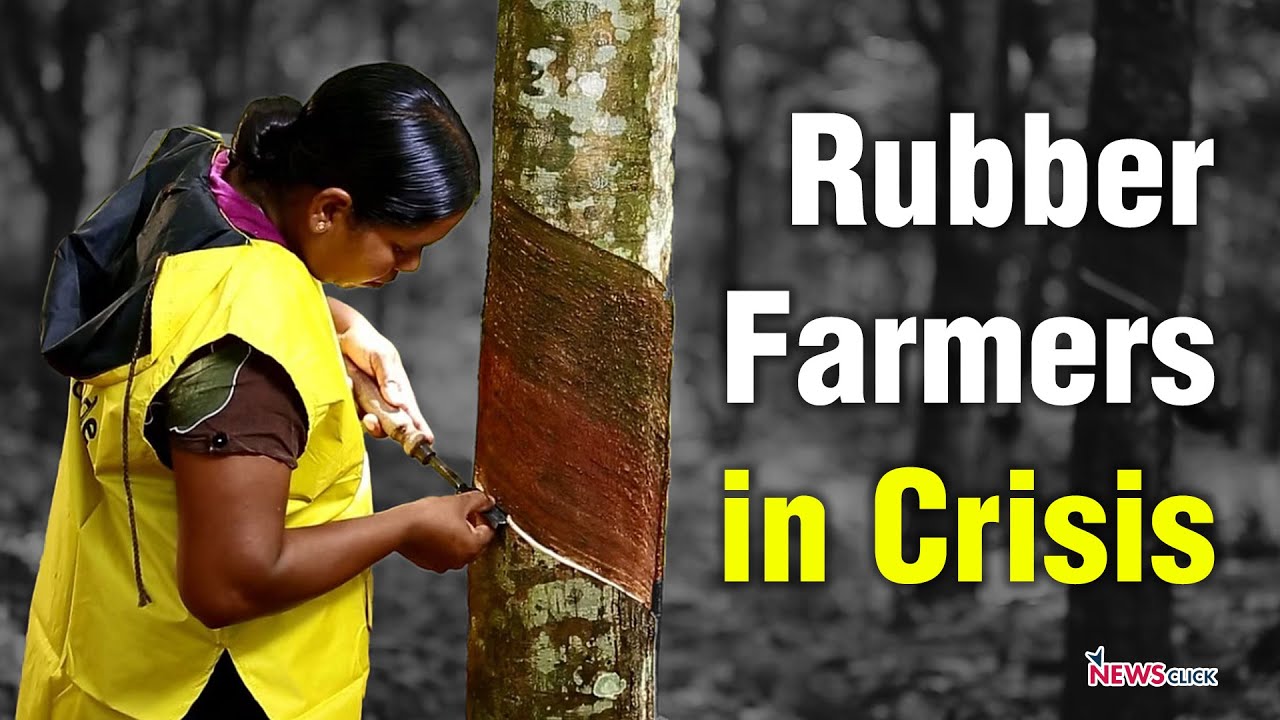 'Policy-Induced Crisis Hurts Rubber Farmers' | NewsClick