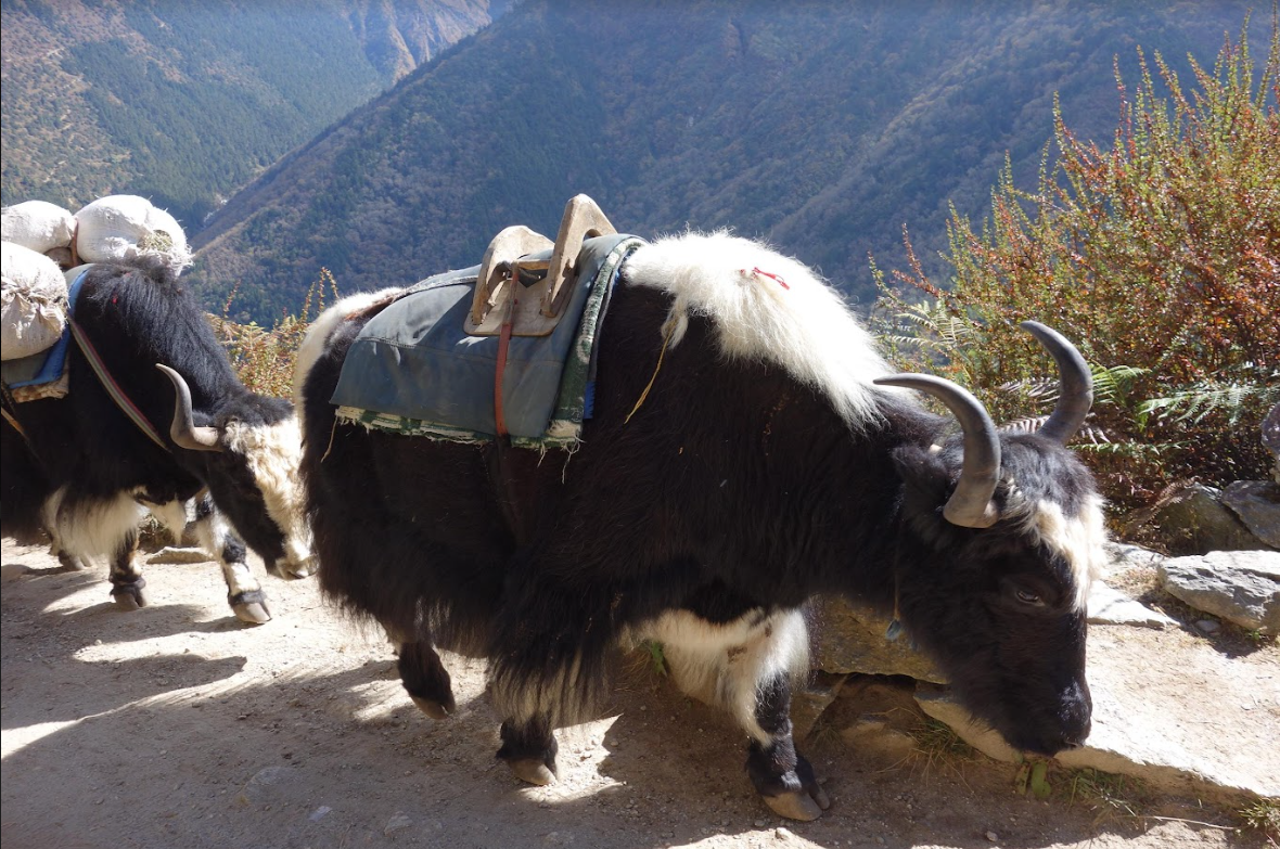 Yaks From Asia