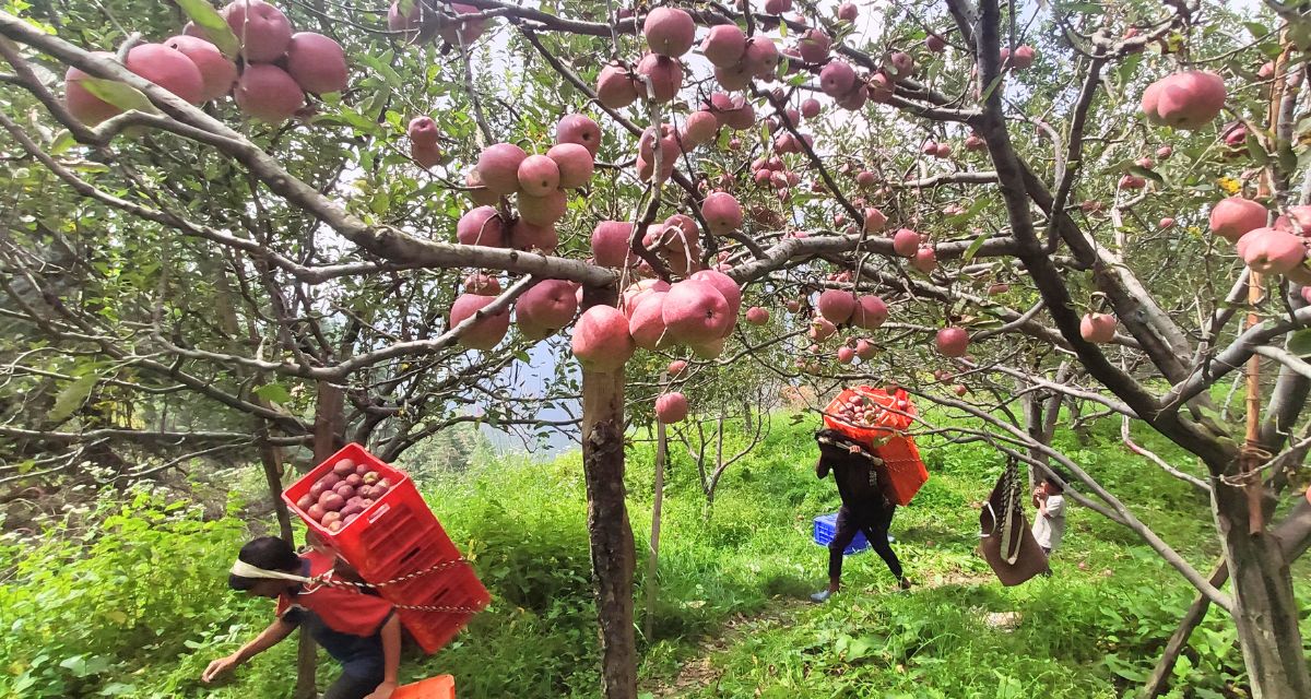 Climate Change Upsets the Apple Cart of Orchardists in Himachal Pradesh ...
