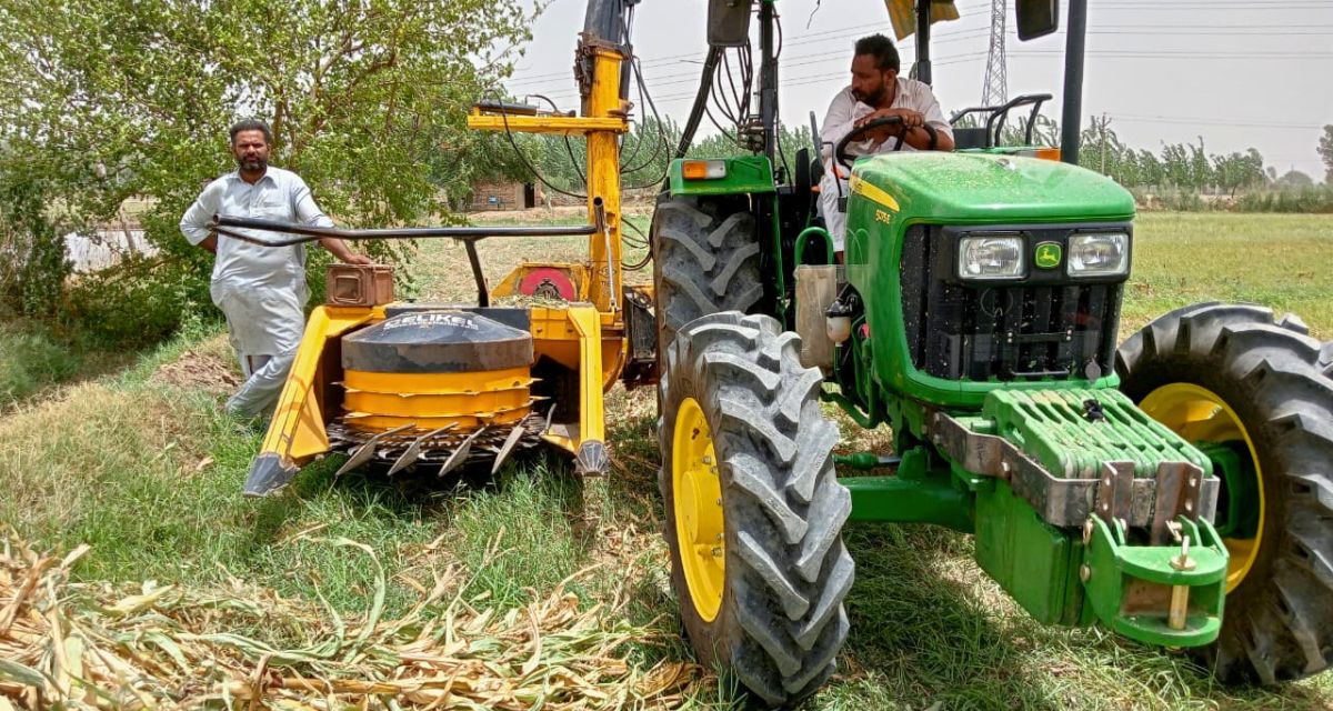 'Makki ka Achar' is new Favourite of Cattle Rearers in Punjab | NewsClick
