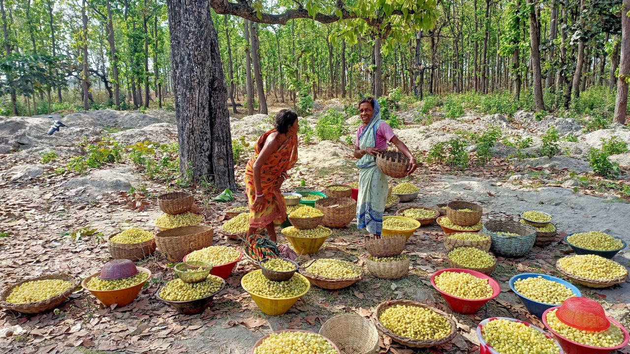 Bengal: Thousands of Mahua Flower, Fruit Collecting Families Face ...