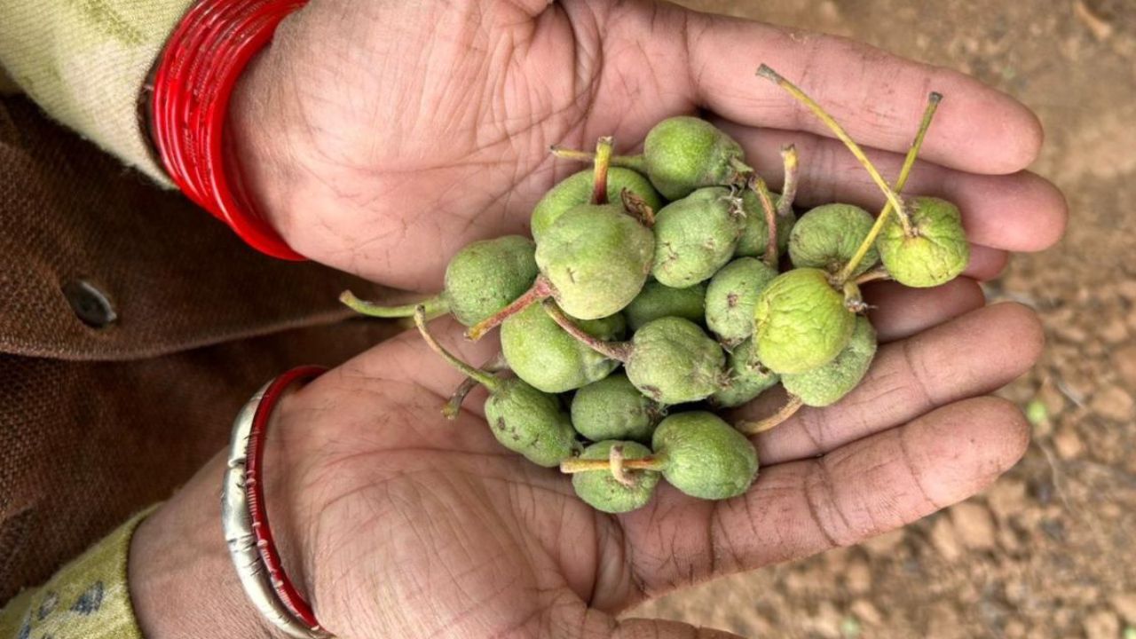Nepali Migrant Workers in Apple Orchards of Himachal Pradesh Face the ...