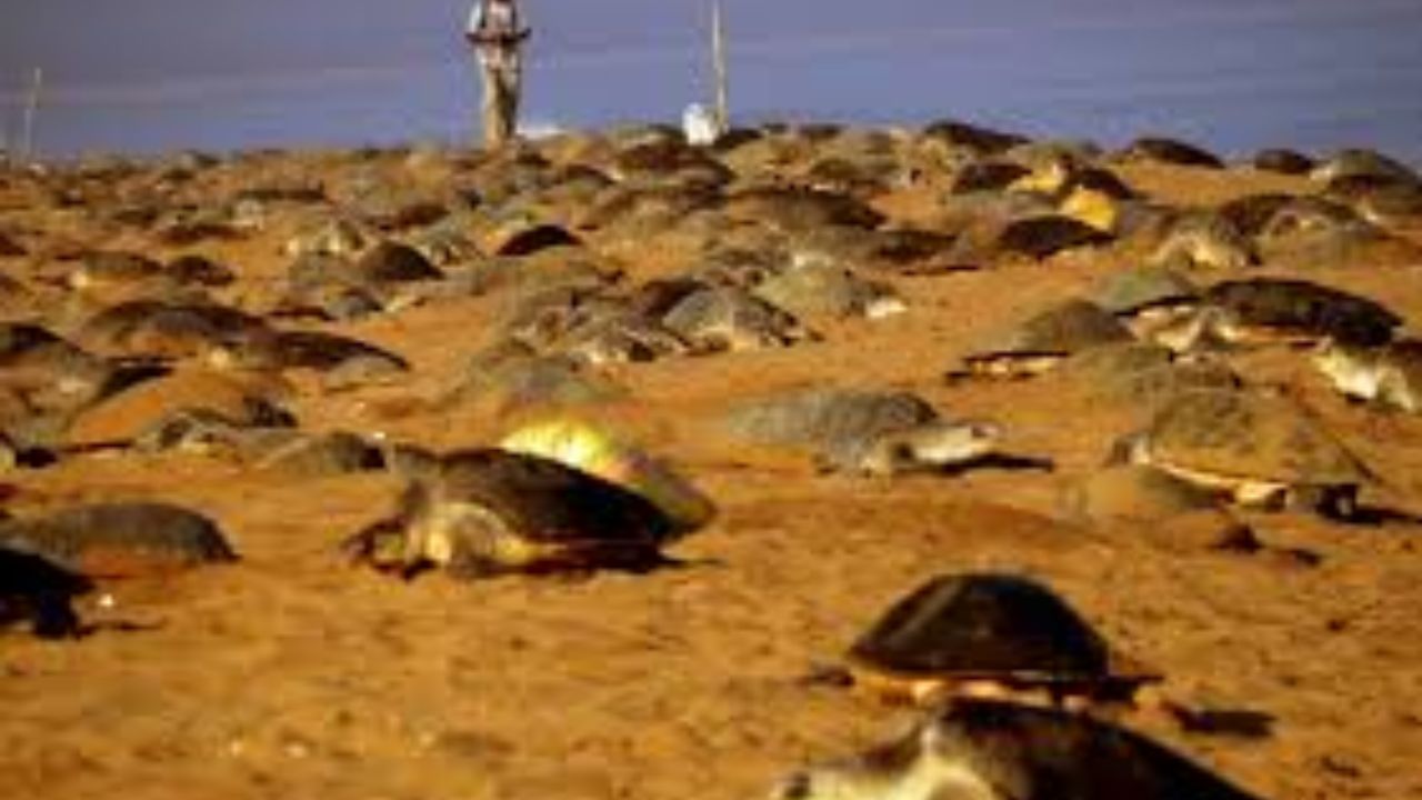 Odisha: World’s Largest Rookery Gahirmatha Beach Turns Black as Lakhs ...