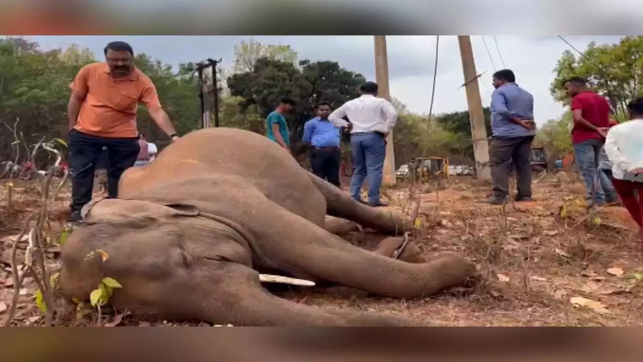 Odisha Has Turned a Graveyard For Pachyderms | NewsClick