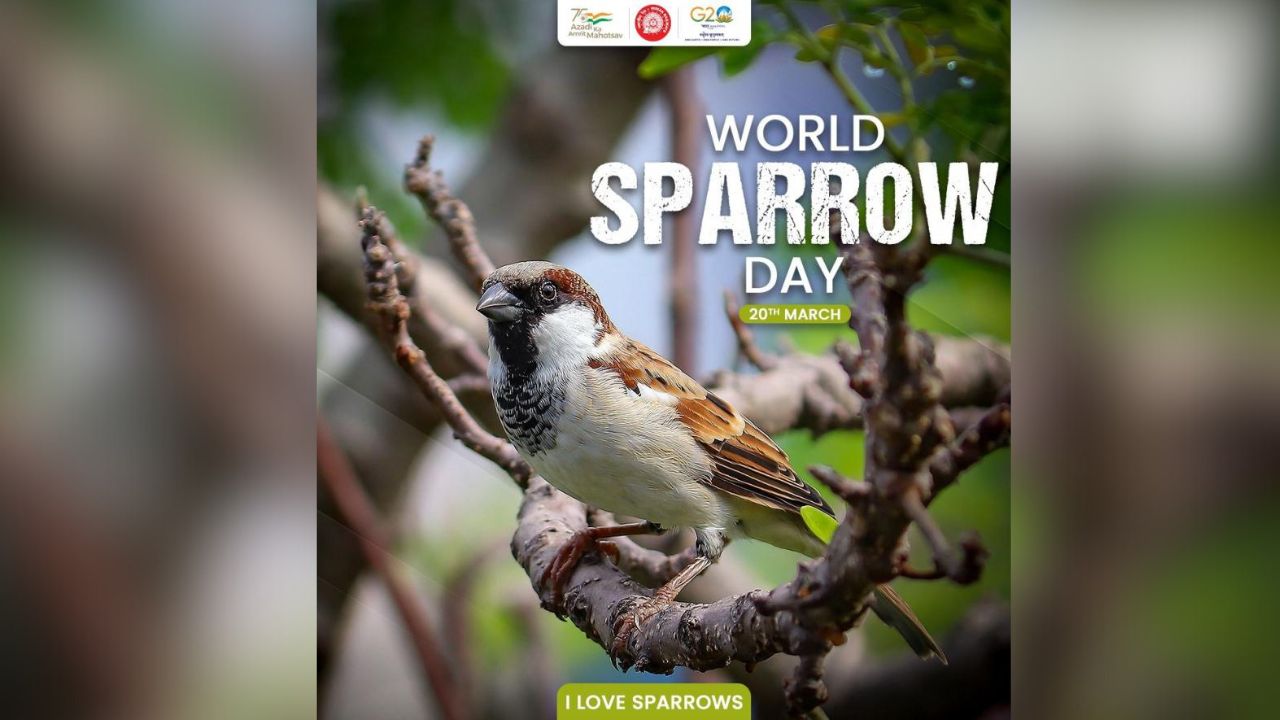 World Sparrow Day: House Sparrows Are Vanishing, Yet Tokenism Continues | NewsClick