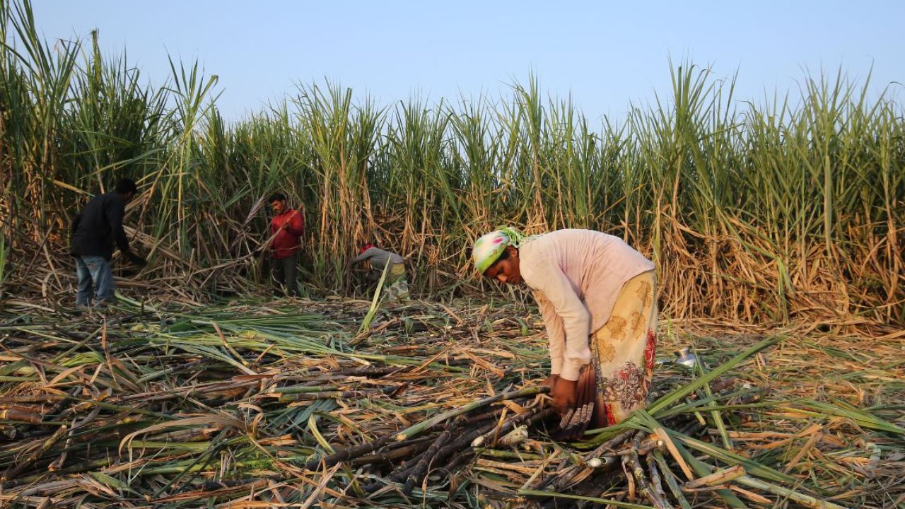 Maharashtra: Cane-Cutting Women are Healthcare Lifelines for Migrant ...