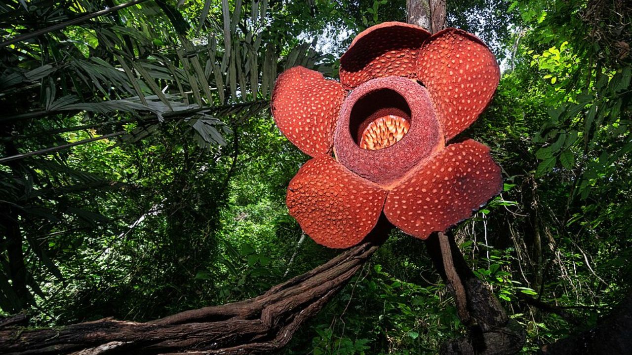 Can We Save World’s Largest Flowers From Brink of Extinction? | NewsClick